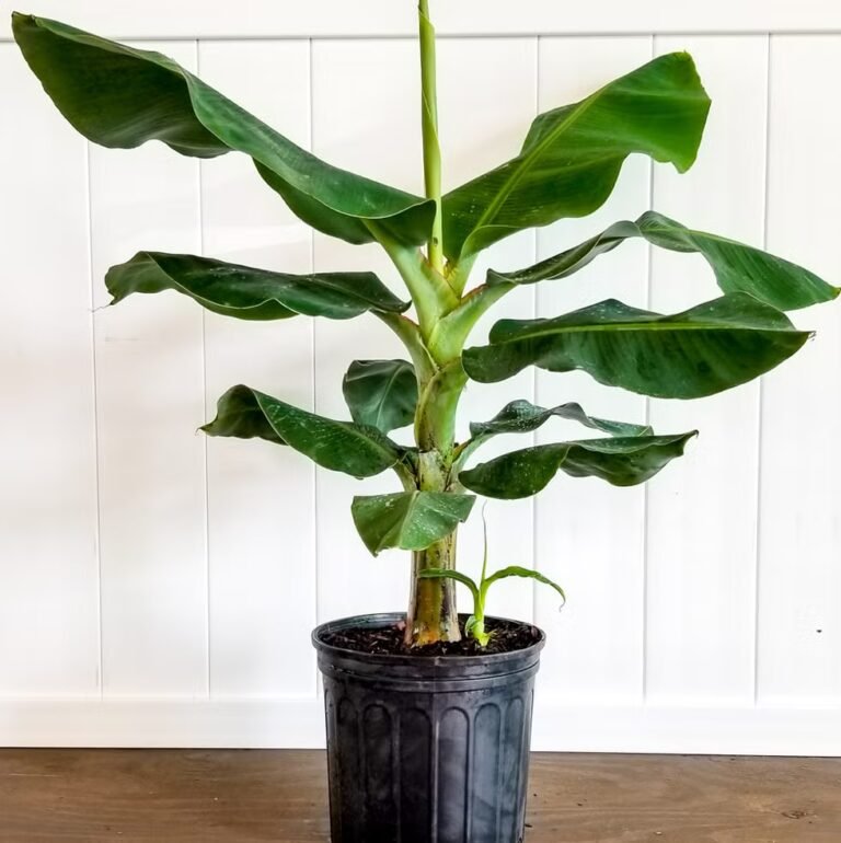 Banana Trees in Pots? Yes You Can! The Complete Guide to Growing Dwarf ...