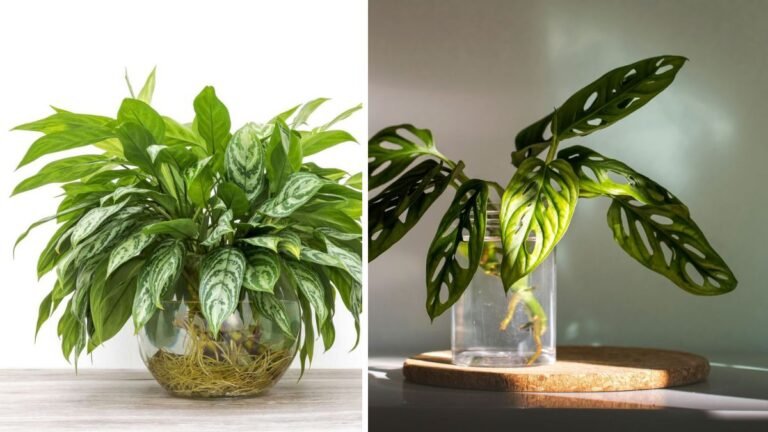 The Best Plants to Grow in Water for Your Home - Bandra Hill Road Market